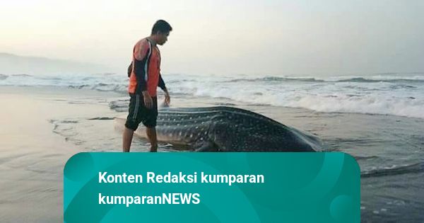 Foto: Penampakan Hiu Tutul yang Terdampar di Pantai Parangkusumo ...