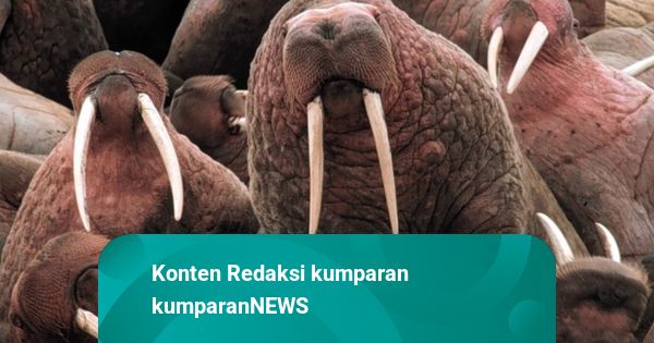 Punya Taring, Makhluk Raksasa di Maluku Walrus? | kumparan.com