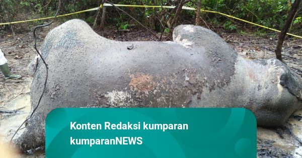 Gajah Sumatera yang Tengah Hamil Mati Diracun | kumparan.com