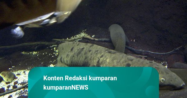 Ketika Seekor Ikan Terpaksa Disuntik Mati | kumparan.com