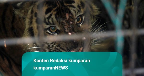 Harimau Sumatera, Si Raja Rimba yang Semakin Kehilangan Habitatnya ...