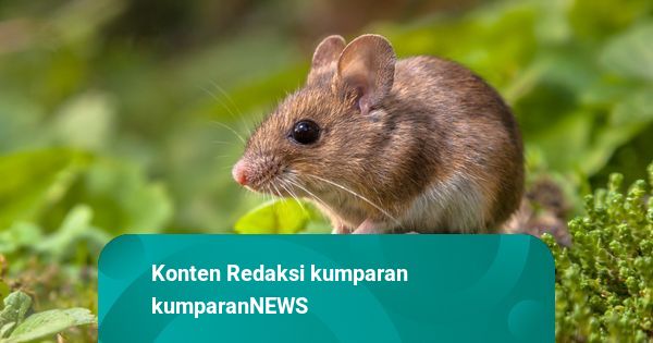 5 Orang di Sampang Terkena Penyakit yang Disebabkan Kencing Tikus ...
