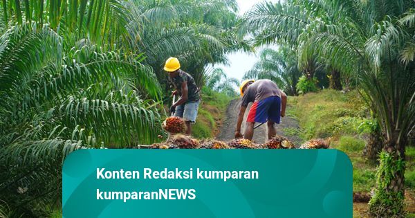 Polisi di Rokan Hulu, Riau, Ditangkap Warga saat Curi Buah Sawit ...