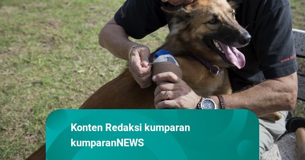 Kaki Baru untuk Cola, Anjing yang Kakinya Dipotong Tetangga | kumparan.com