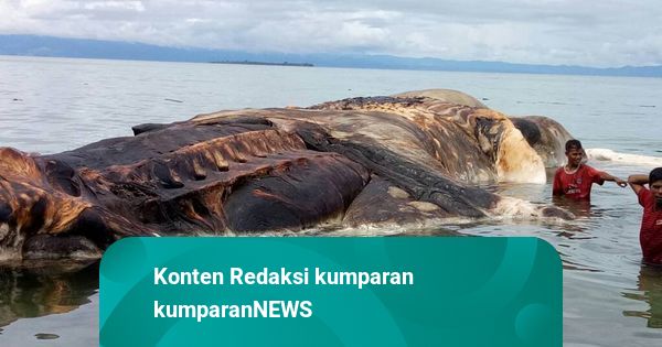 Peneliti IPB Duga Hewan Raksasa di Maluku adalah Paus Sperma Bergigi ...