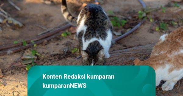 Menghitung Rata-rata Populasi Kucing Liar di Kota Bandung | kumparan.com