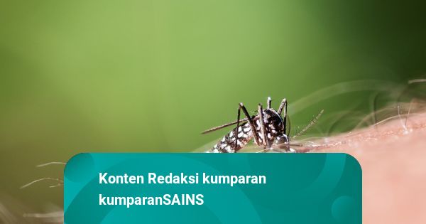 Waspada Dengue Shock Syndrome, Berikut Gejala dan Cara Pencegahannya ...