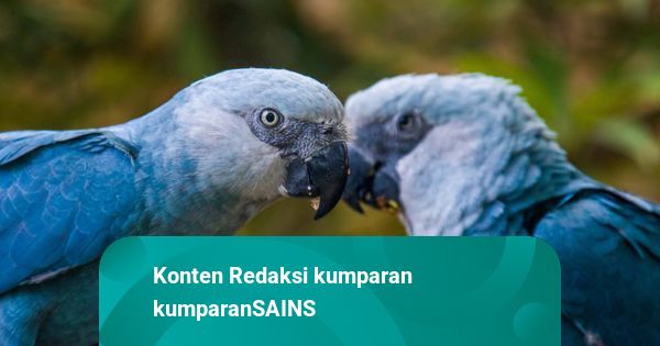 Burung di Film Rio Bangkit Lagi Usai Dinyatakan Punah | kumparan.com