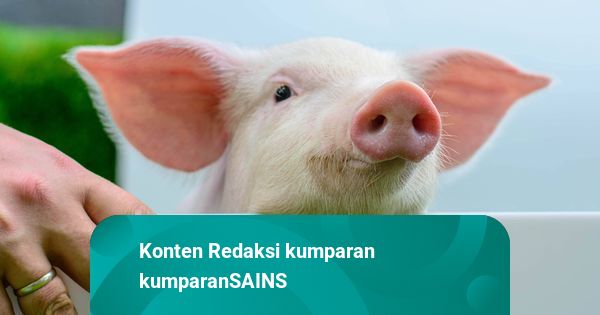 Ilmuwan Sukses Sembuhkan Babi Impoten Pakai Implan Jaringan, Buat Apa ...