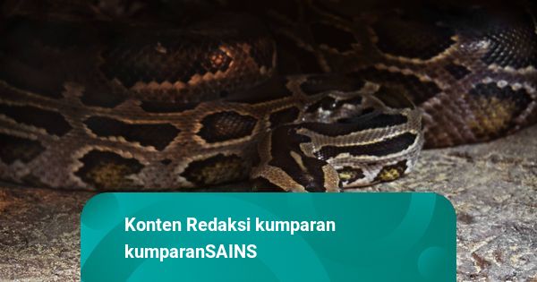 Florida Adakan Sayembara Bunuh Ular Piton, Hadiahnya Rp 406 Juta ...