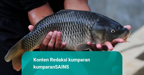 Ikan Mas Hitam yang Lezat Ini Justru Jadi Spesies Invasif di AS, Kok ...