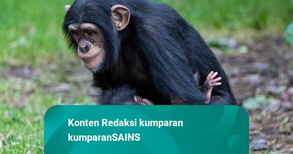 DNA Manusia dan Simpanse 98,8 Persen Identik, Apa Bedanya Kita sama ...