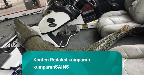 Gigi Ikan Ini Setajam Silet, Makhluk Prasejarah Paling Lambat ...