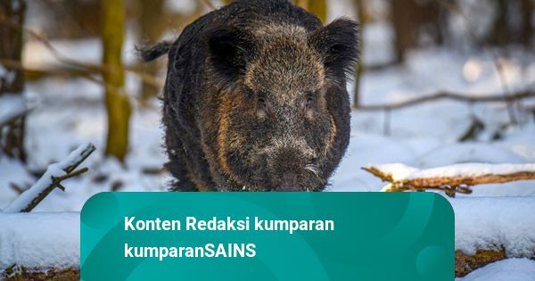 AS Diserbu Kawanan Babi Mutant, Rakus, Invasif Tahan Cuaca Beku ...