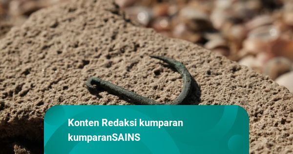 Manusia Ternyata Mahir Mancing Hiu Sejak 6.000 Tahun Lalu, Ini Buktinya ...