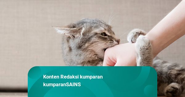 Seorang Pria Terinfeksi Penyakit Ini setelah Dicakar Kucing, Nyaris ...