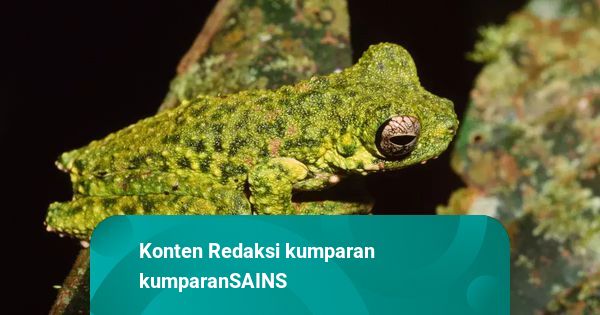 5 Katak Papua Ini ‘Nyamar’ Jadi Tahi Burung, Demi Berlindung dari ...