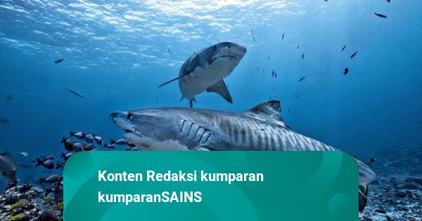 Begini Cara Penyelam Ini Hindari Serangan Hiu Macan | kumparan.com