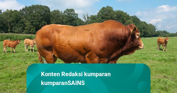Mengenal Jenis Sapi Kurban Milik Jokowi, Limousin hingga Simental ...