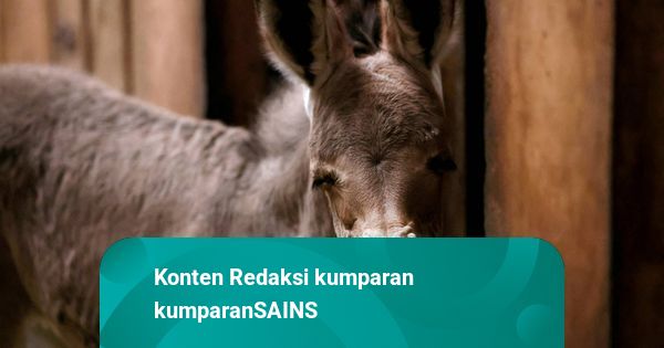 Foto: Anak Keledai Liar Somalia Super Langka Lahir di Kebun Binatang ...
