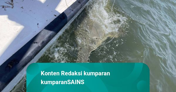 Hiu Gergaji Super Langka Sepanjang 4 Meter Ditemukan di Laut Florida ...