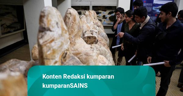 Potret Fosil Paus Purba di Peru, Pernah Jadi Hewan Terbesar 40 Juta ...