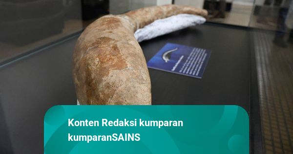 Foto: Ilmuwan Temukan Fosil Paus Purba Berumur Puluhan Juta Tahun di ...