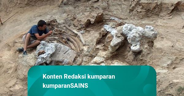 Fosil Spesies Baru Dinosaurus ‘Titan’ Raksasa Leher Panjang Ditemukan ...