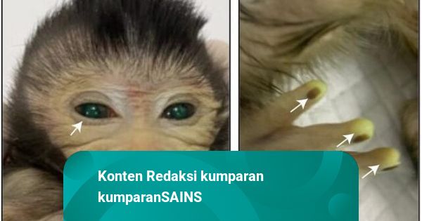 Monyet Chimera Pertama Lahir di China: Jari Bersinar Kuning, Mata Hijau ...