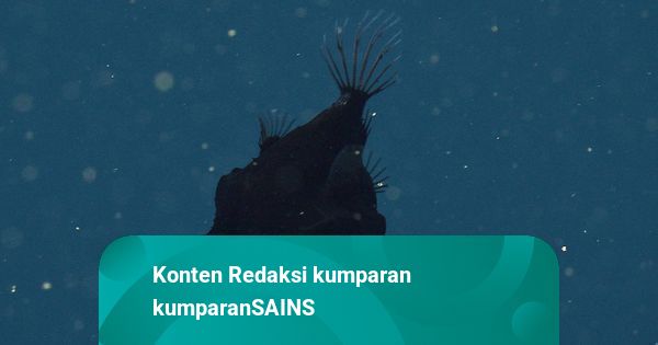 Penampakan Ikan Anglerfish Super Hitam Terekam Kamera, Berenang di Laut ...
