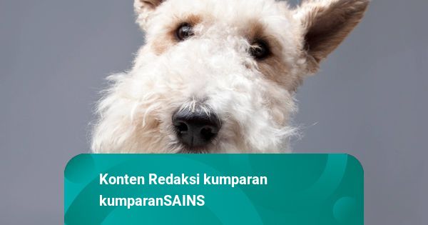 Snowy si Anjing Putih Imut Tintin Kini di Ambang Kepunahan | kumparan.com