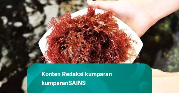 Mengenal Alga Merah yang Bantu Tingkatkan Kesehatan Tulang | kumparan.com