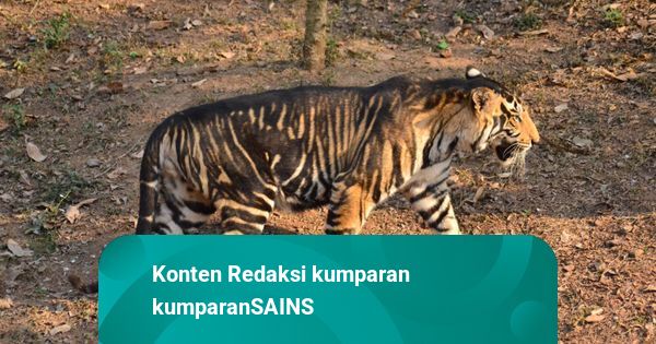 Pertama di Dunia, India Bakal Buka Taman Safari Harimau Hitam Super ...