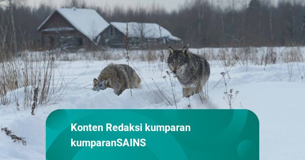Kisah Wolf 907F, Ratu Serigala Bermata Satu yang Mati Dibunuh Kawanan ...