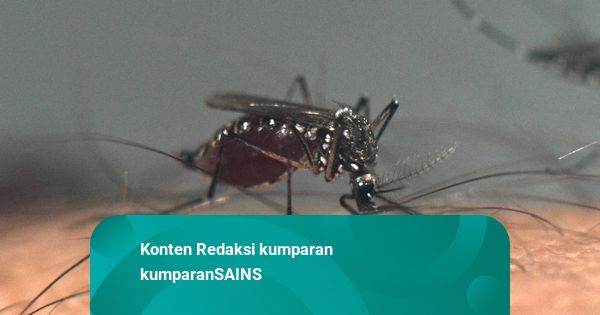 Nyamuk Terbukti Lebih Suka Darah Manusia Ketimbang Darah Hewan ...