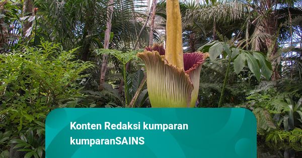 Bunga Bangkai Asli Indonesia Mekar di Taman Inggris | kumparan.com
