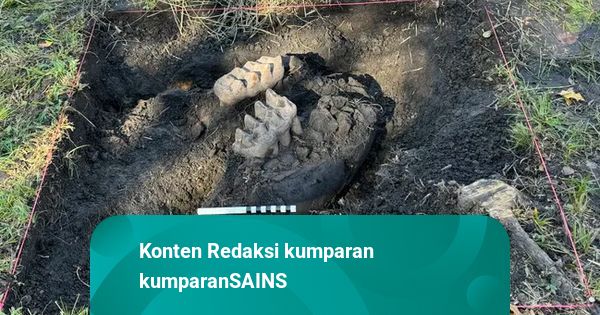Fosil Rahang Mastodon Ditemukan di Halaman Belakang Rumah Warga ...