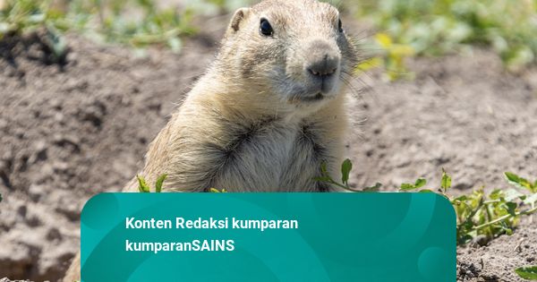Ilmuwan Kirim Tikus Tanah ke Gunung AS yang Tandus, Begini Dampaknya ...