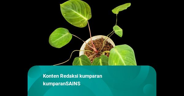 Spesies Baru Tanaman Ditemukan di Riau, Sandang Nama Ahli Botani IPB ...