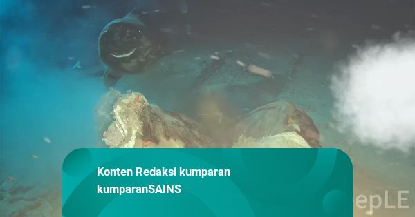 Ilmuwan Jatuhkan Bangkai Sapi ke Dasar Laut China, 8 Hiu Langka Muncul ...