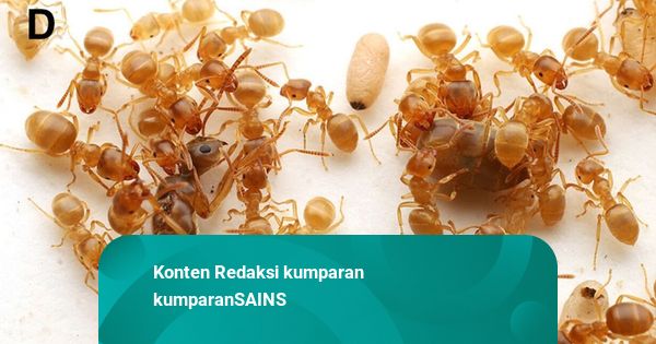 Rekaman Langka ‘Parasit’ Provokasi Semut Lain untuk Bunuh Ratunya ...