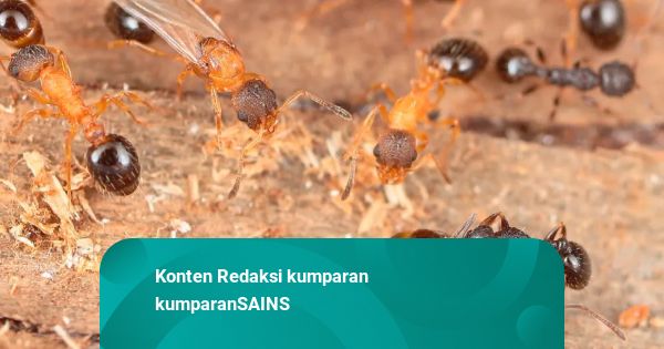 Ilmuwan Temukan Spesies Langka Semut Tanpa Jantan dan Pekerja, Cuma Ada ...