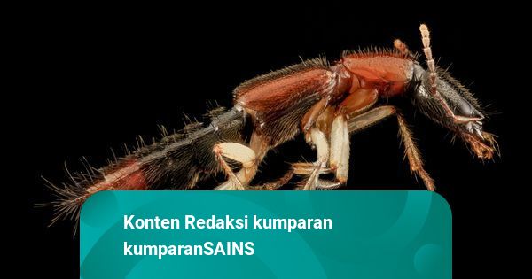 Memahami Racun yang Terdapat di Tubuh ‘Semut Charlie’ atau Tomcat ...