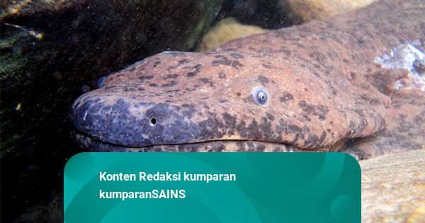 Salamander Ini Hewan Amfibi Terbesar di Dunia, Panjangnya Setara Motor ...
