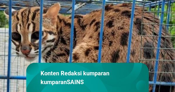 Begini Proses Evakuasi dan Lepasliarkan Kucing Kuwuk Langka di Sumatra ...