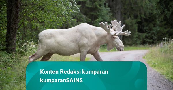 Bisakah Penyakit ‘Rusa Zombie’ Menular ke Manusia? | kumparan.com