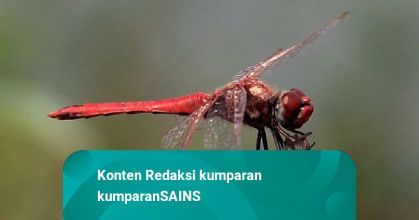 16% Spesies Capung Terancam Punah, Ini Manfaatnya bagi Lingkungan ...
