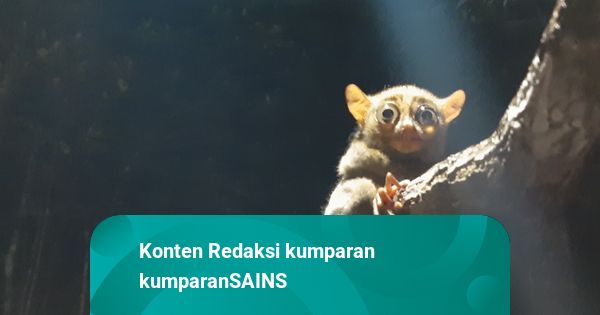 Mengenal Tarsius, Primata Kecil Paling Langka di Dunia Hanya Ada di ...
