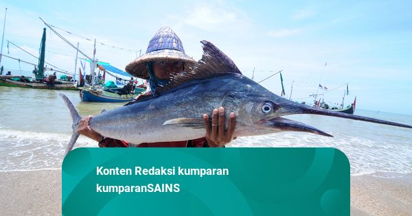 Tahukah Kamu Apa Ikan Tercepat di Dunia? Ini Kata Peneliti | kumparan.com
