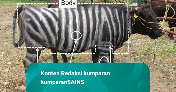 Peneliti Warnai Sapi hingga Mirip Zebra, Ternyata Ada Manfaatnya ...